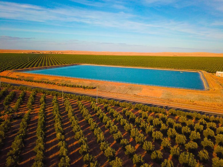 Key facts & figures – Moroccan Olive Oil
